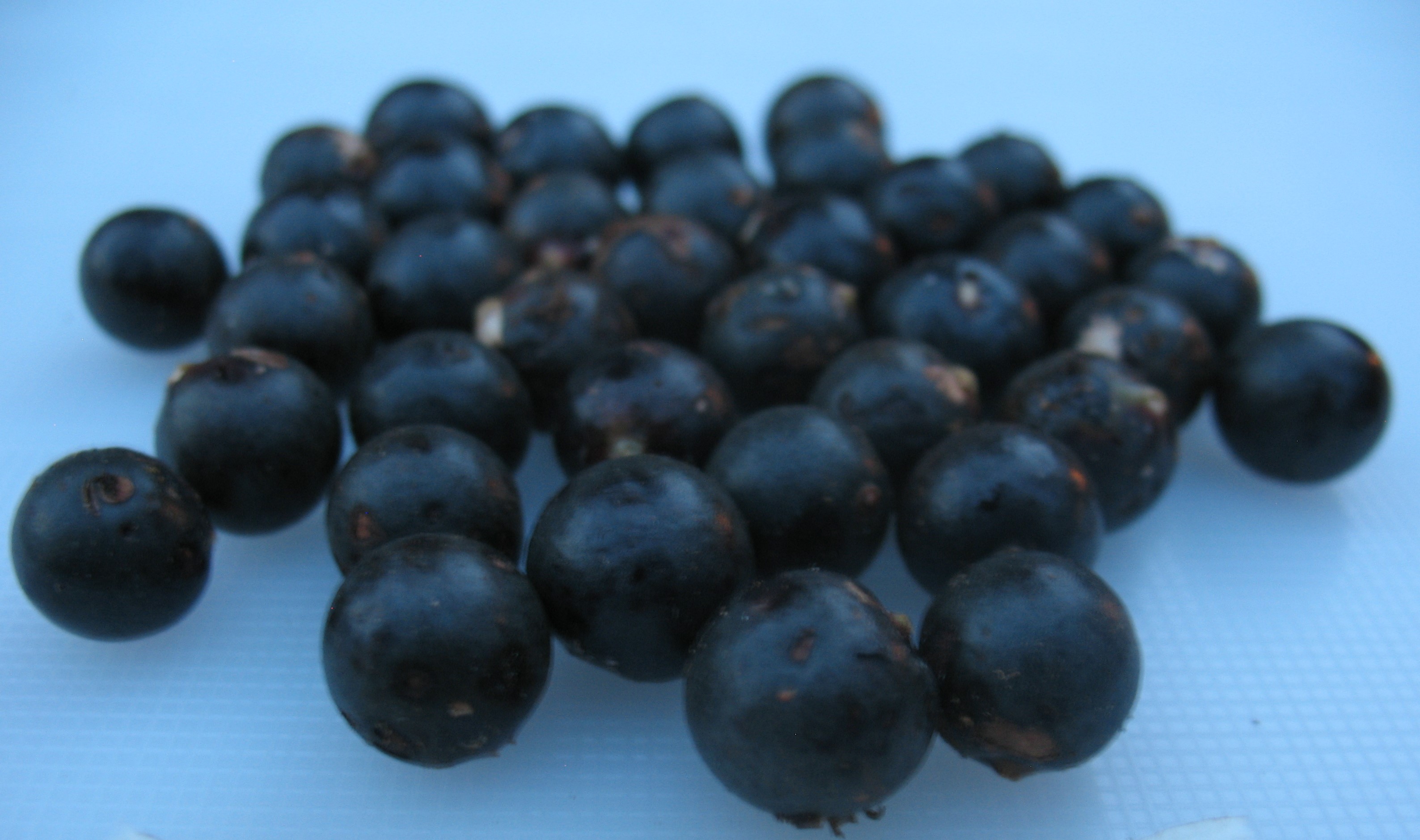Con frutos: CRECE POTENCIAL ECONÓMICO - Primicia Diario