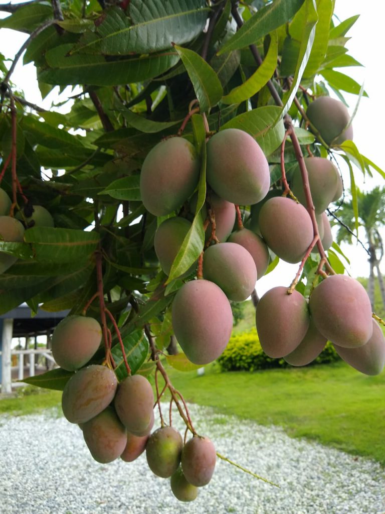 Mango colombiano: PARA EL MERCADO DE LOS ESTADOS UNIDOS SIN ARANCEL ...