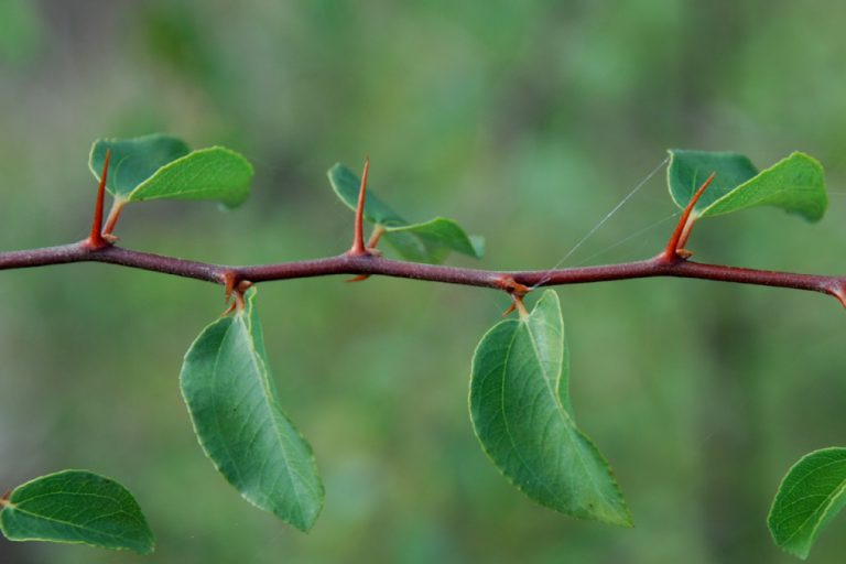 Árbol: ELABORACIÓN DE LA CORONA DE ESPINAS DE JESÚS - Primicia Diario