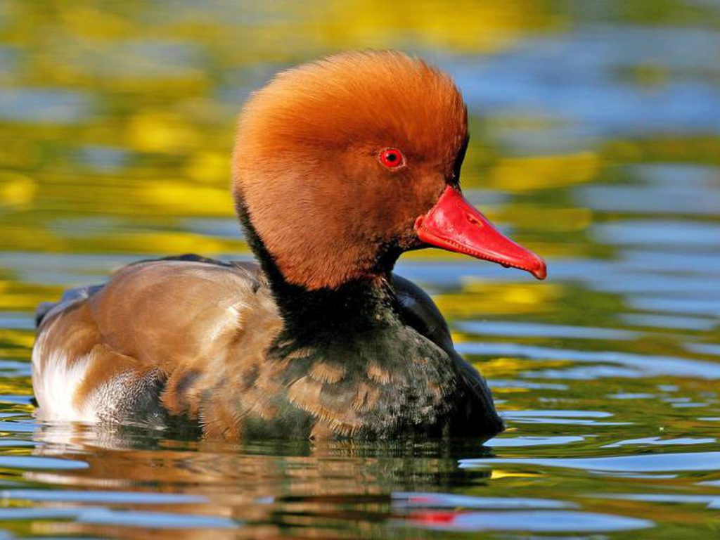 Cuando nada como pato: CAMINA COMO PATO Y GRASNEA COMO PATO, ES PORQUE ...